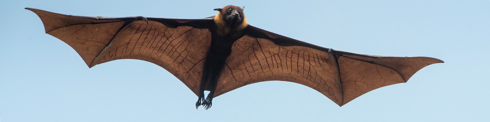 Flying-fox Programs - FFHRP Funding | LGNSW